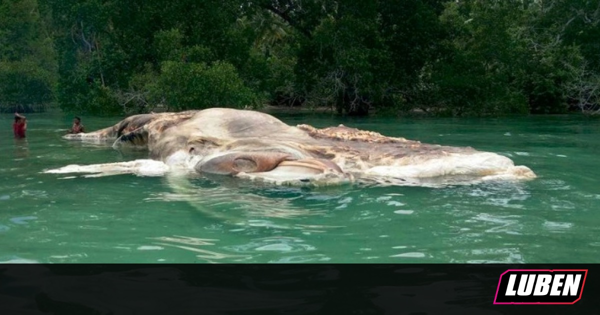 Ένα πλάσμα που είναι κάτι ανάμεσα σε φάλαινα, μαμούθ και καλαμάρι ...