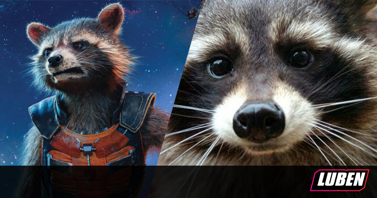 Πέθανε ο Oreo, το ρακούν μοντέλο πίσω από τον χαρακτήρα του Rocket Raccoon